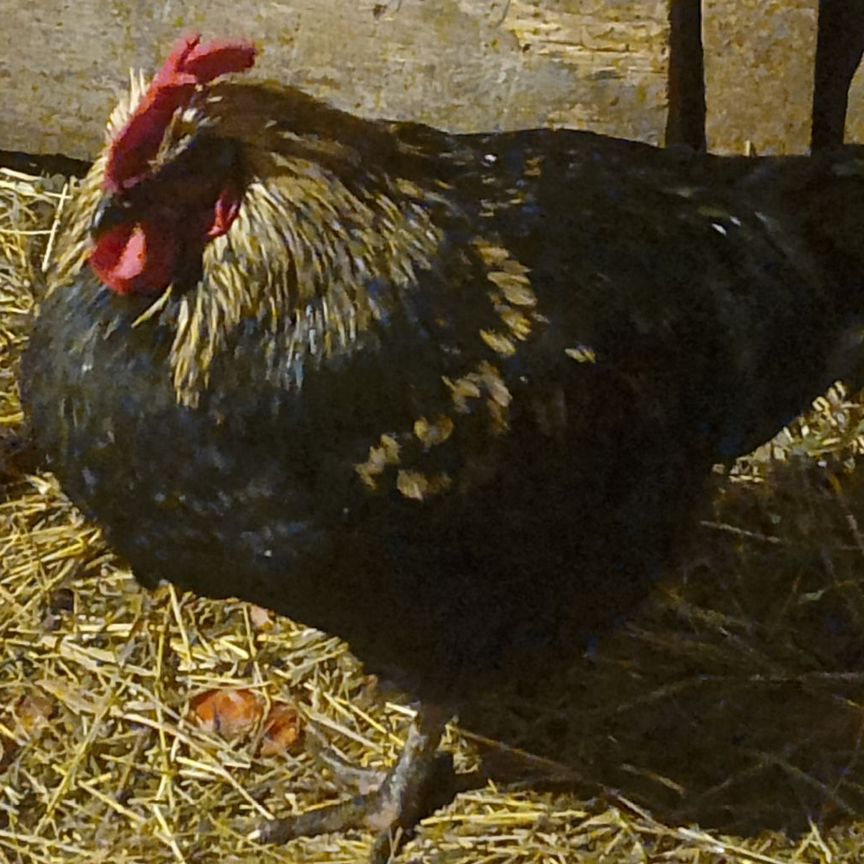 Молодые петушки