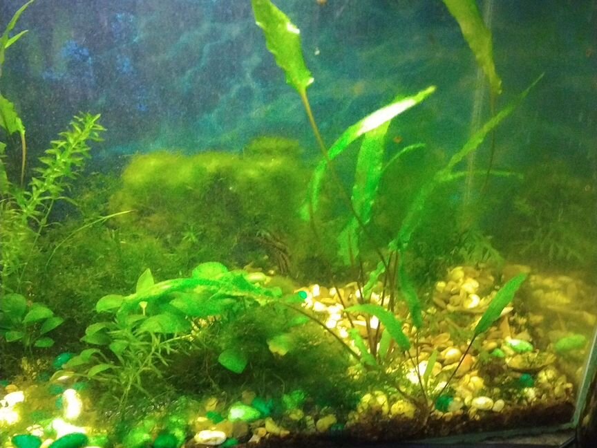 Аквариумное растение