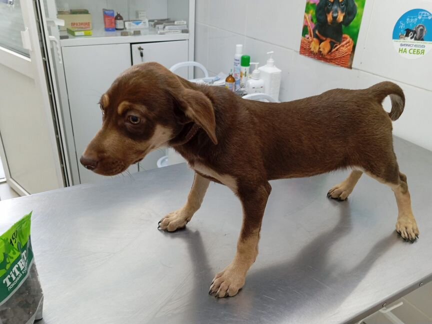 Щенок в добрые руки бесплатно маленькая