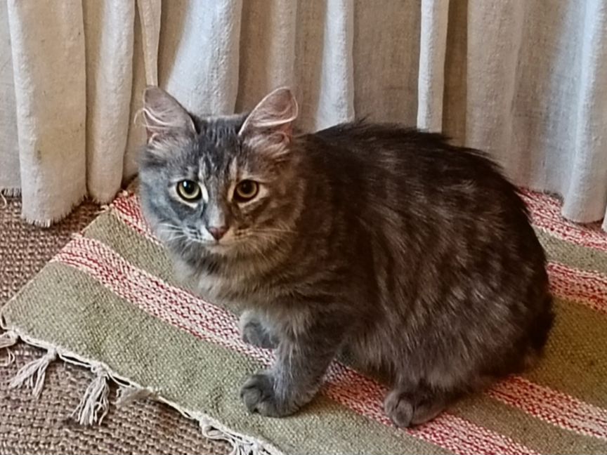 Котенок
