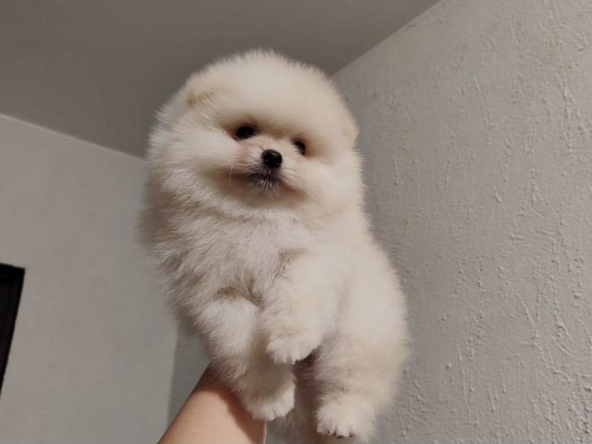 Померанский шпиц медвежьего типа