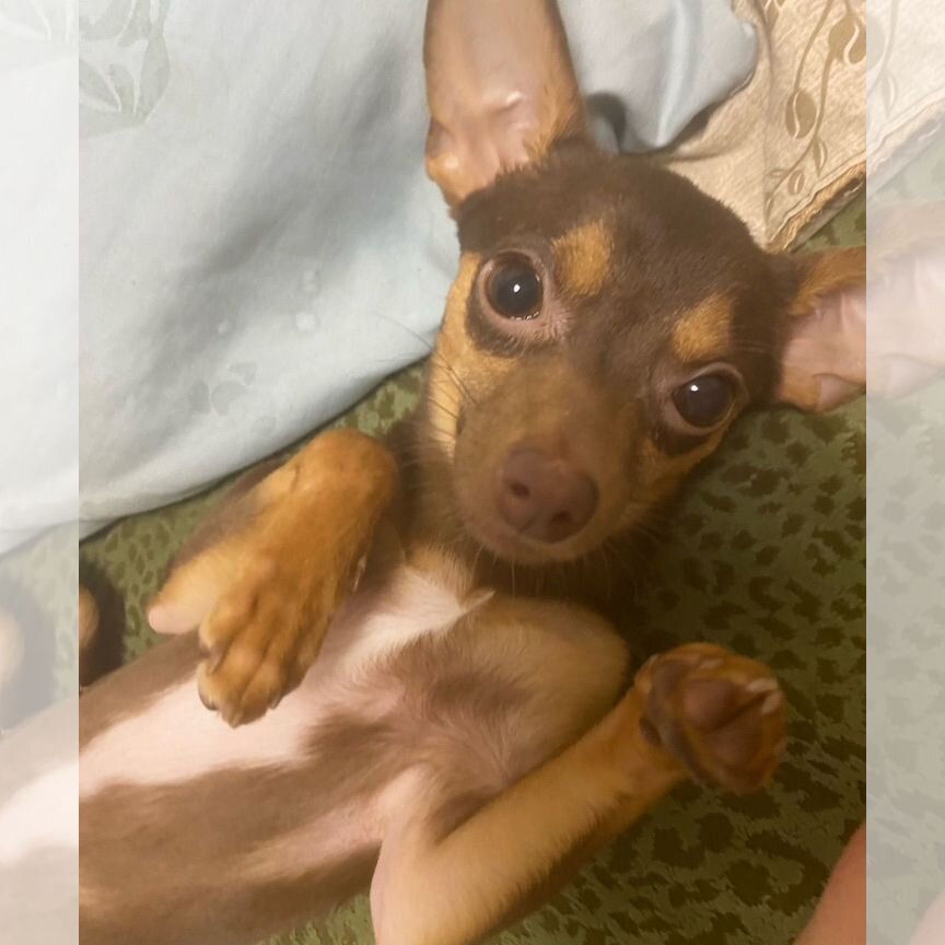 Русский той-терьер, щенок