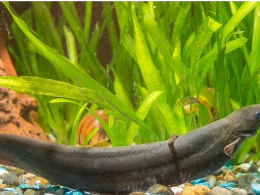 Мешкожаберный сом и Касатка