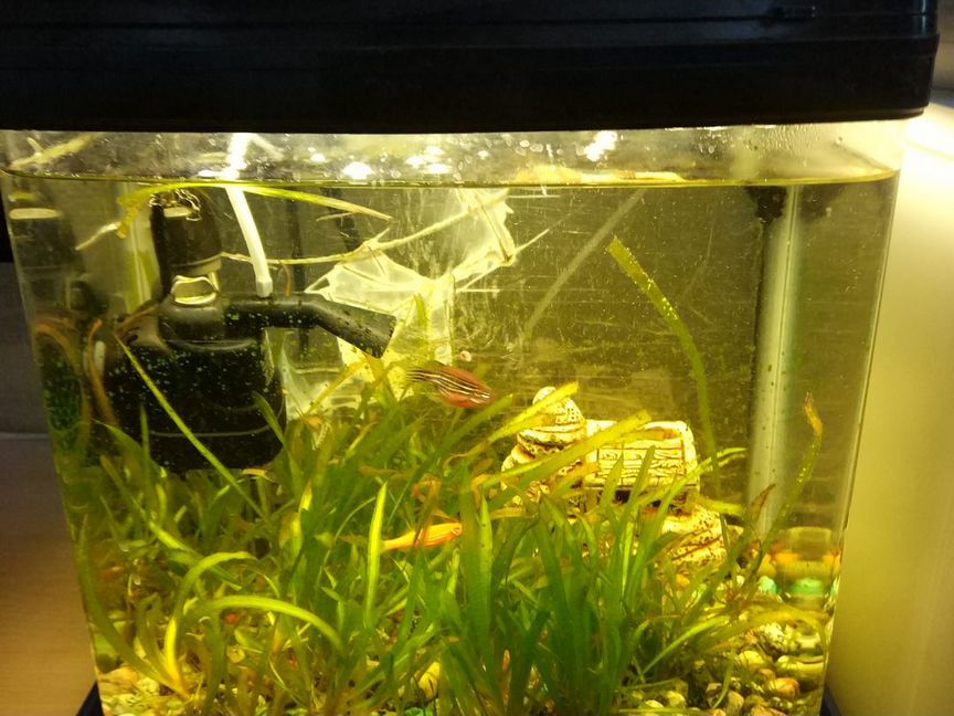 Аквариум со всем содержимым