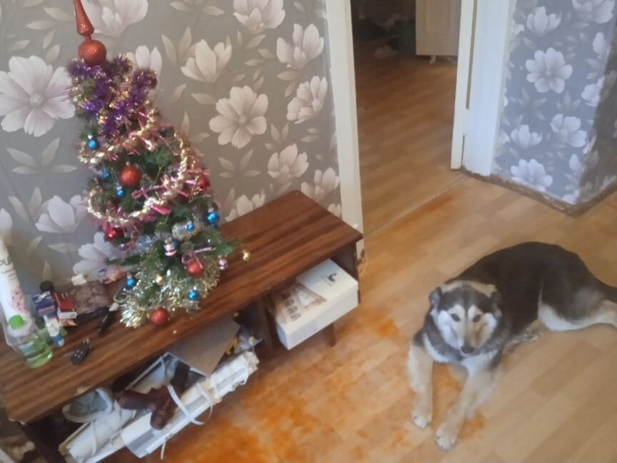 Отдам в добрые руки собаку