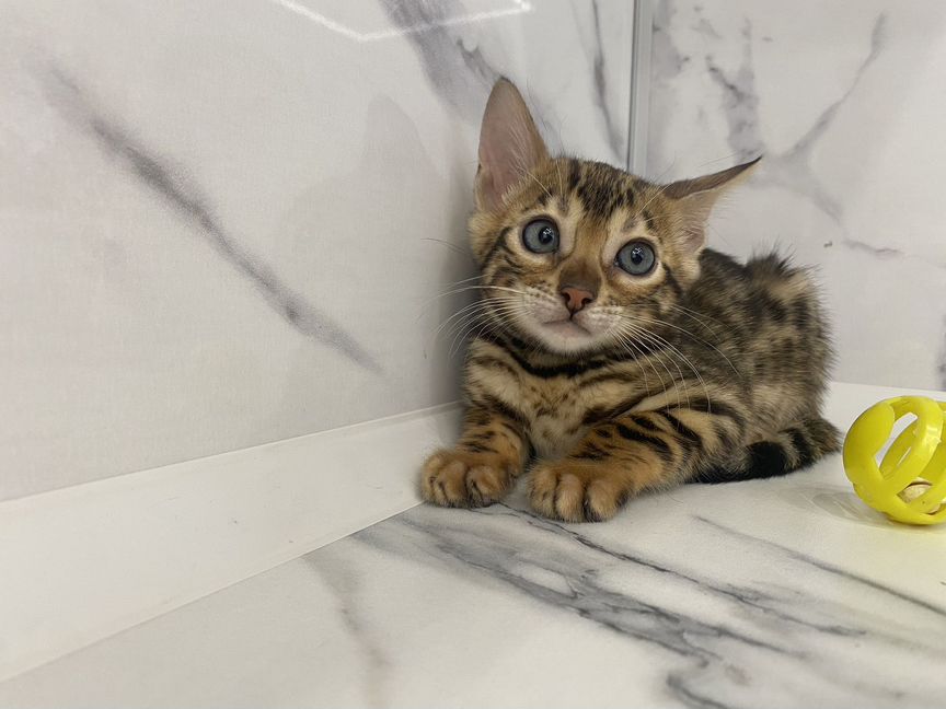 Бенгальские котята