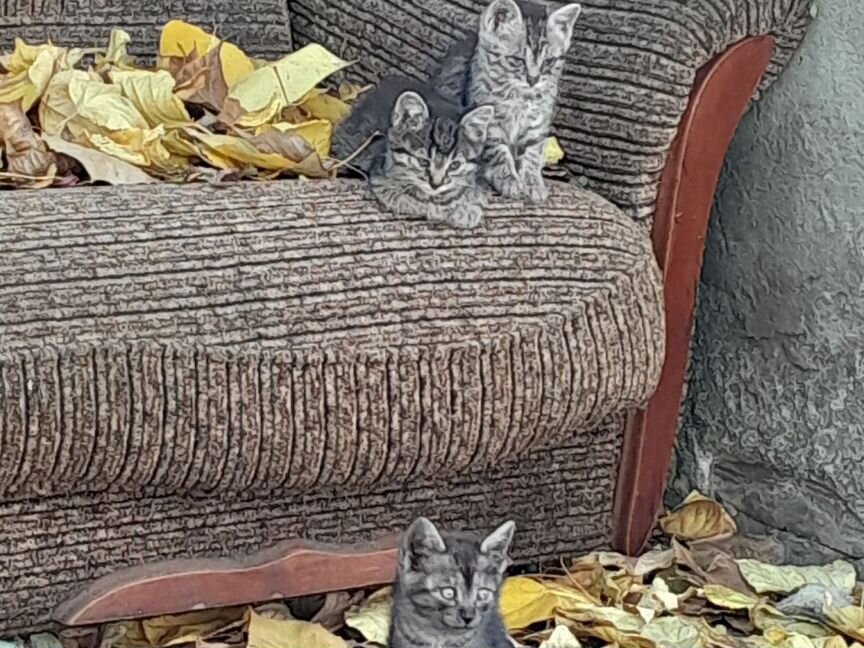 Котята