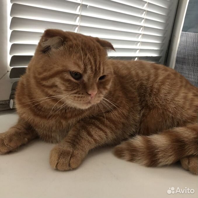 Шотландская вислоухая кот рыжий