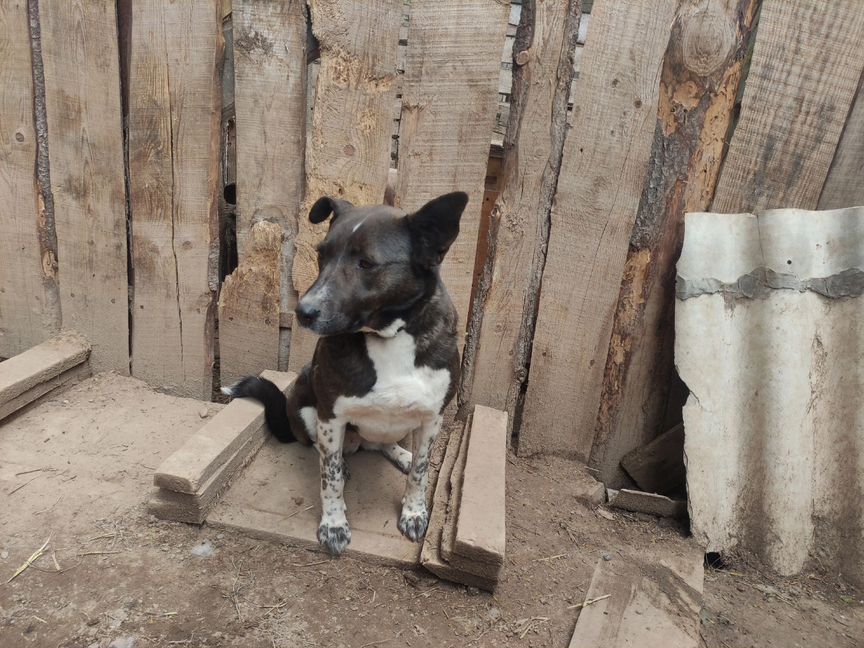 В добрые руки