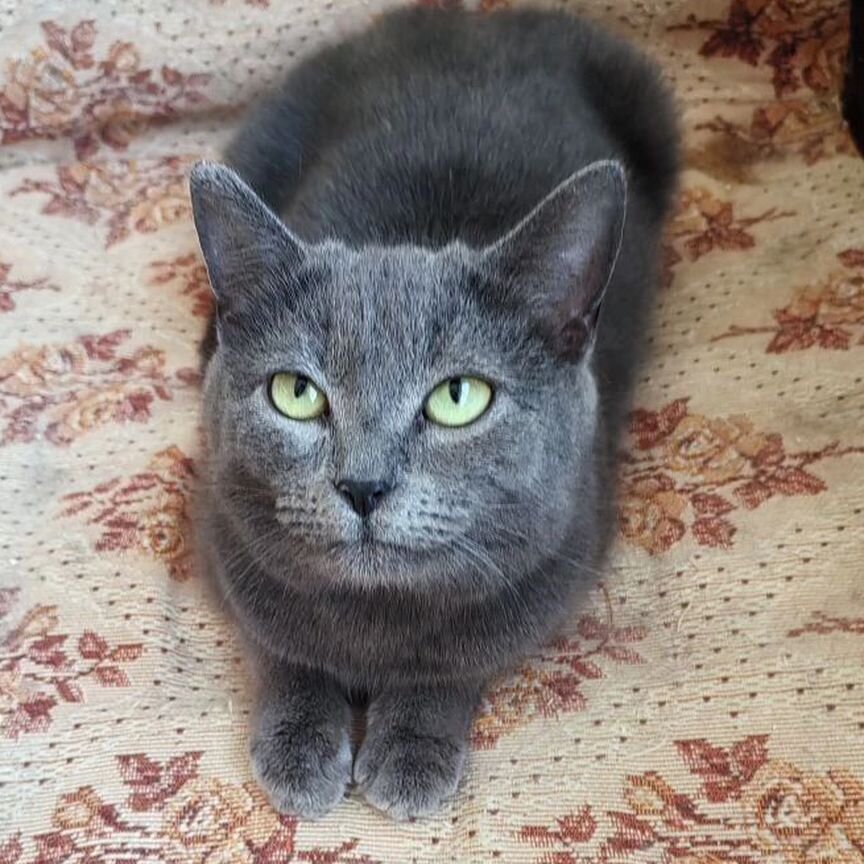 Взрослая, кошка в добрые руки