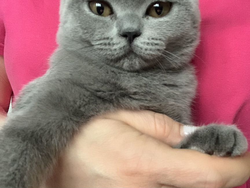 Британская короткошерстная