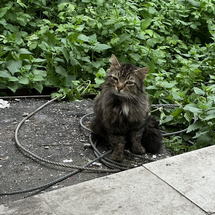 Котики бесплатно