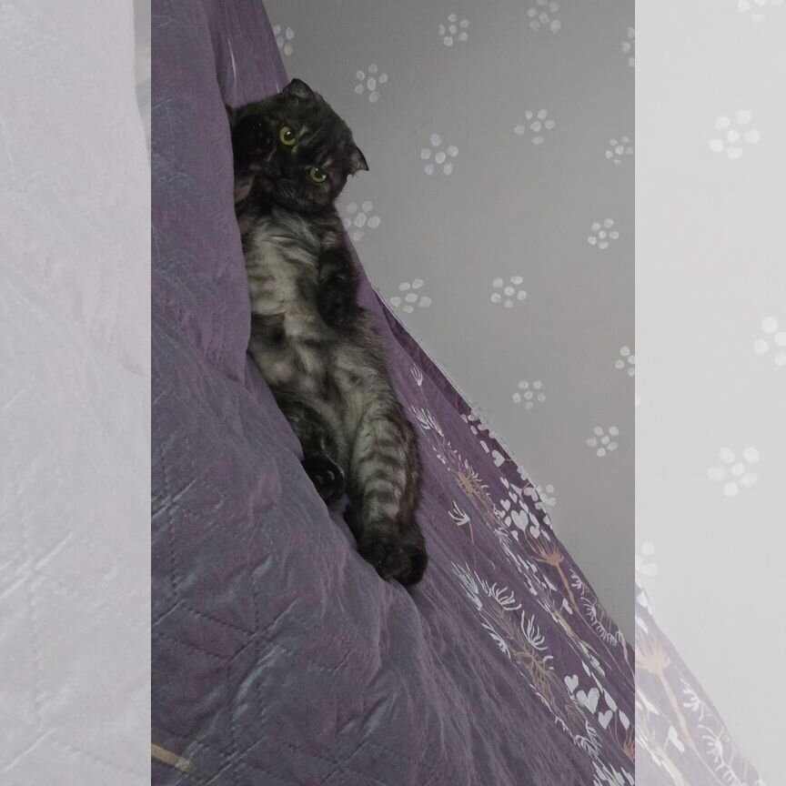 Шотландская вислоухая короткошёрстная, взрослая кошка