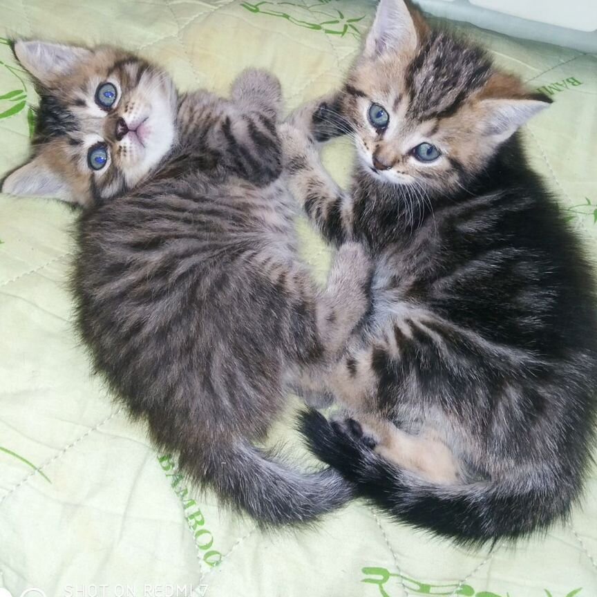 Котята от британской кошки