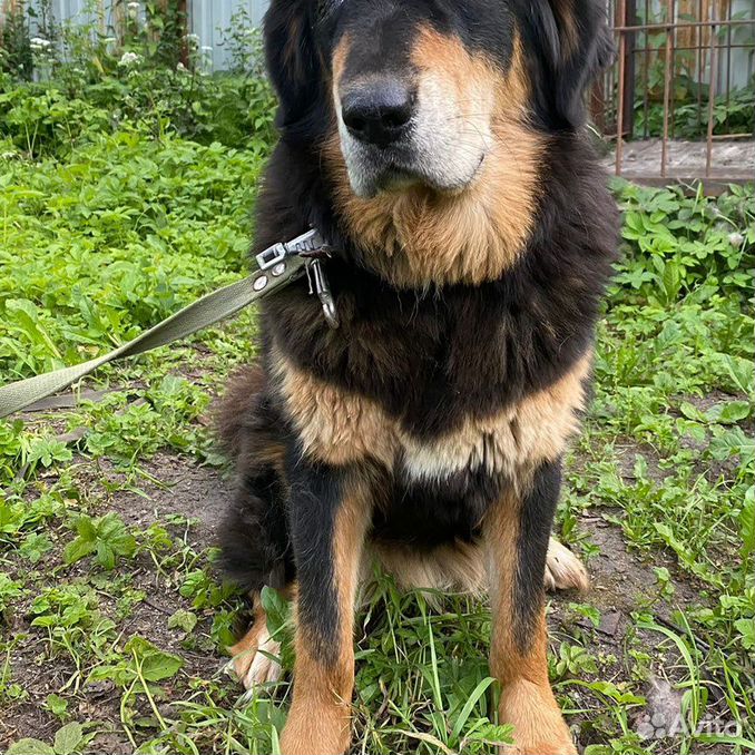 Тибетский мастиф