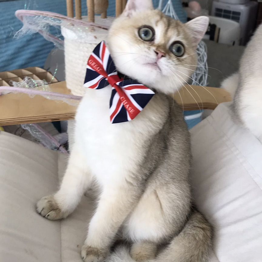 Котик в золотой шубе