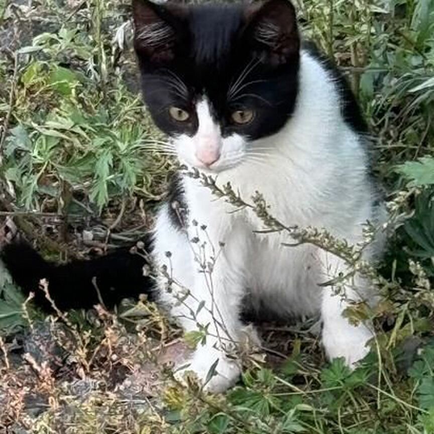 Отдам котенка в добрые руки, за шоколадку