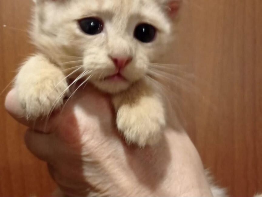 Котенок Лео