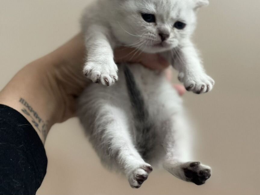 Шотландские котята