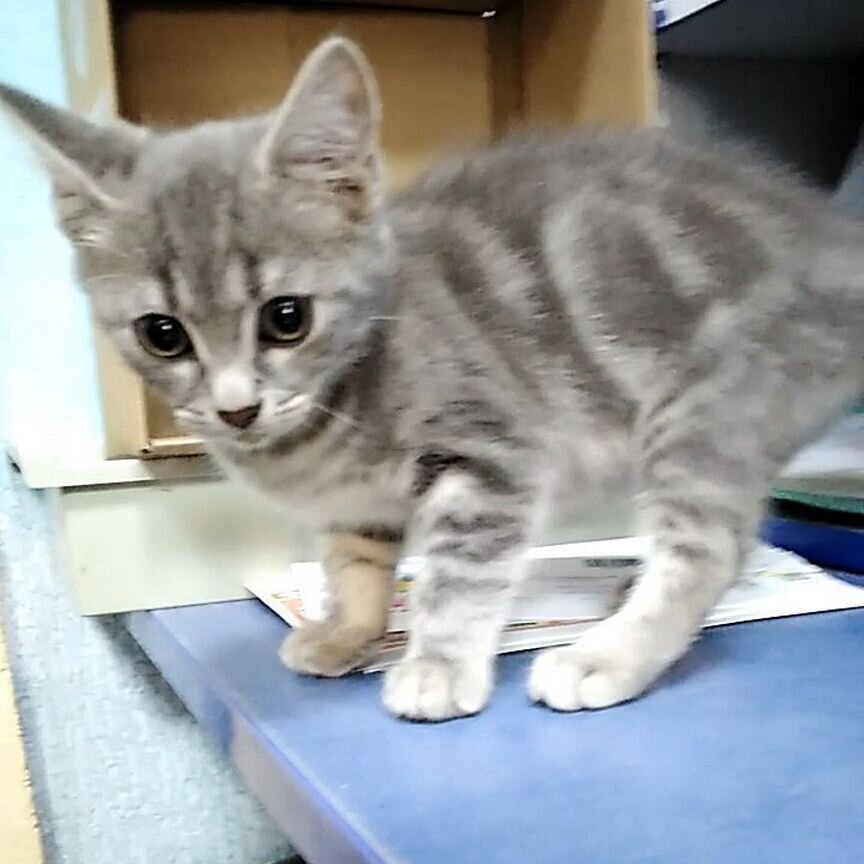 Подкинули кошечку, 3 месяца