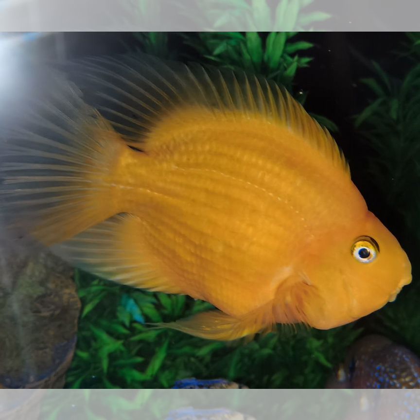 Попугай желтый