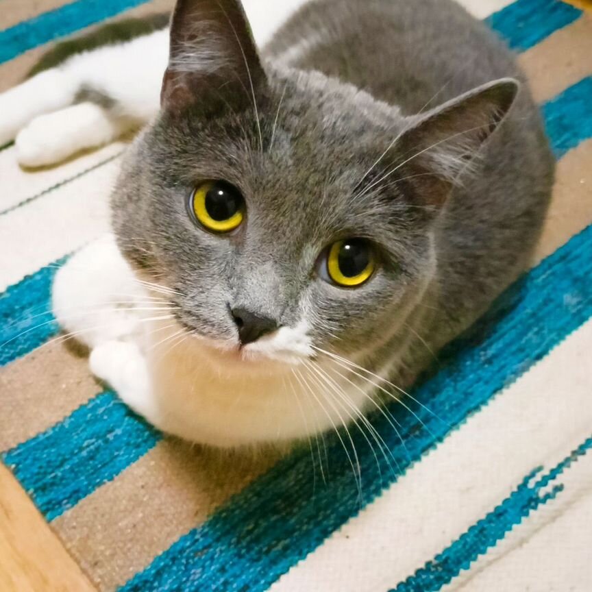 Котик в добрые руки