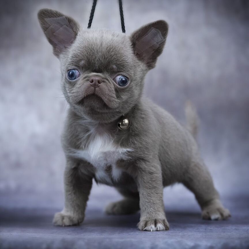 Чихуауа мальчик эксклюзив