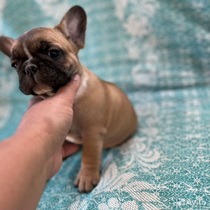 Шикарный богатырь