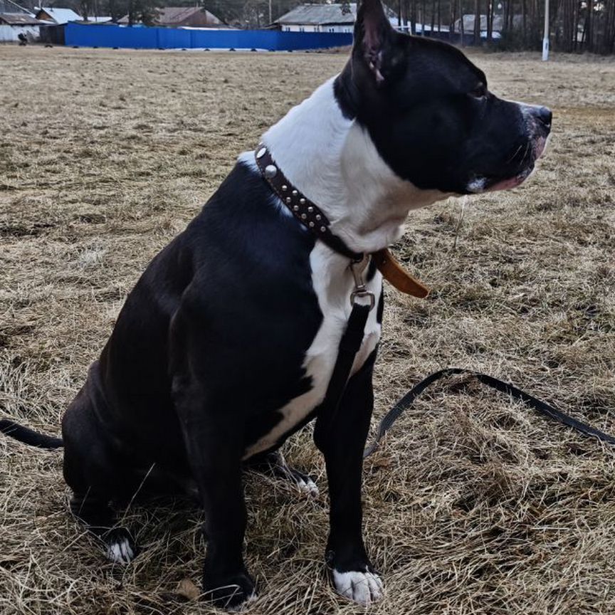 Американский стаффордширский терьер, взрослый пёс