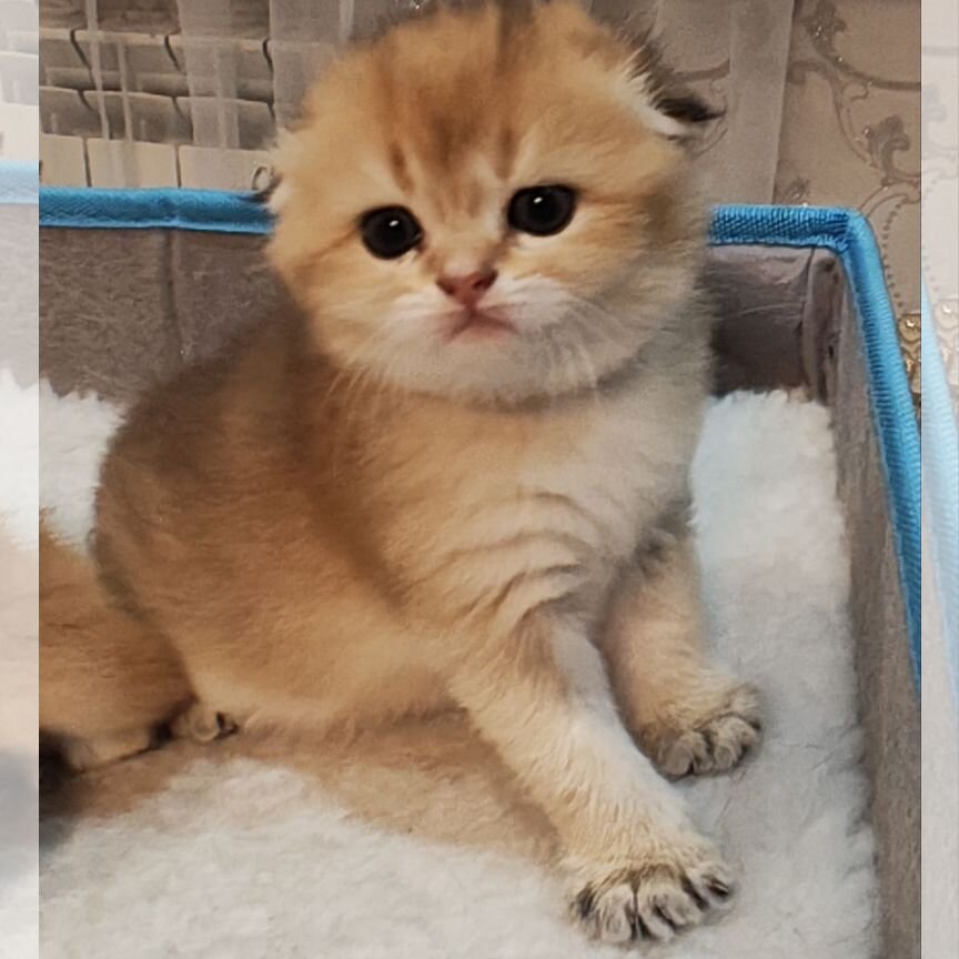 Шотландский вислоухий короткошёрстный котёнок