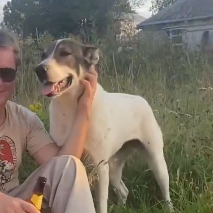 Собачка в добрые руки