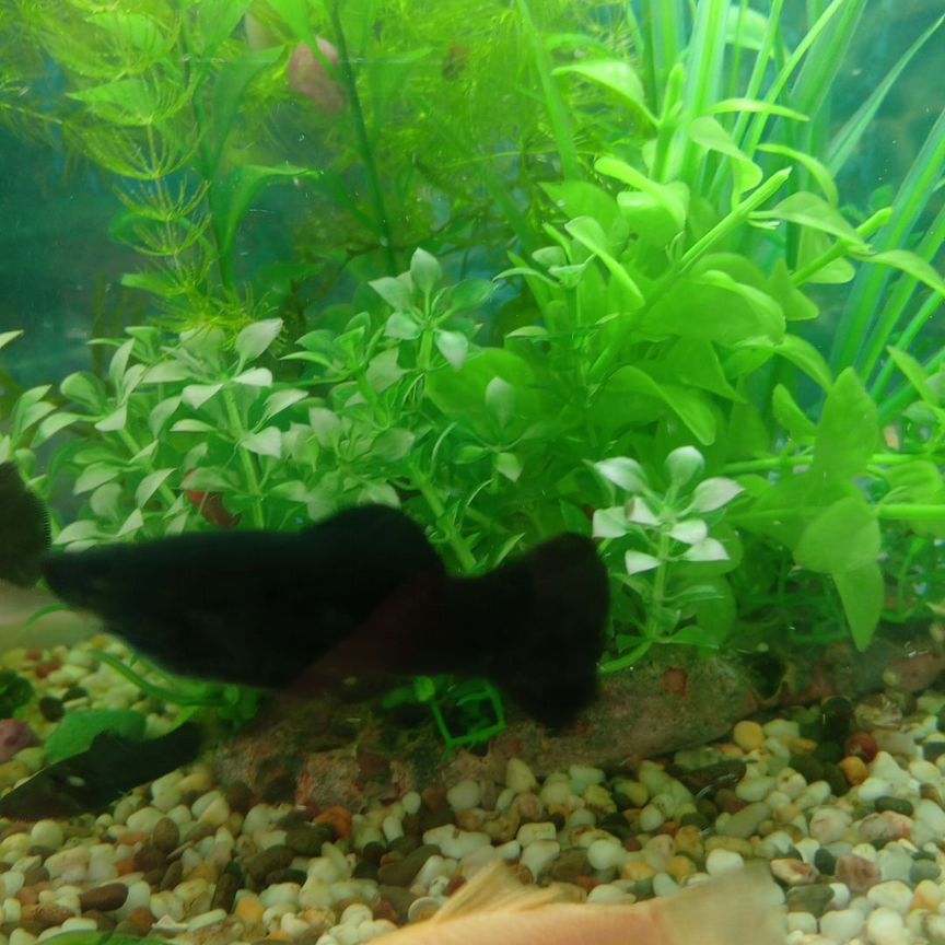 Рыбки моллинезии