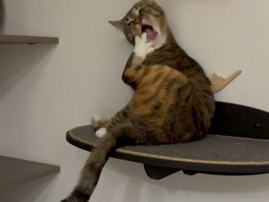 Кошка Эля инвалидик