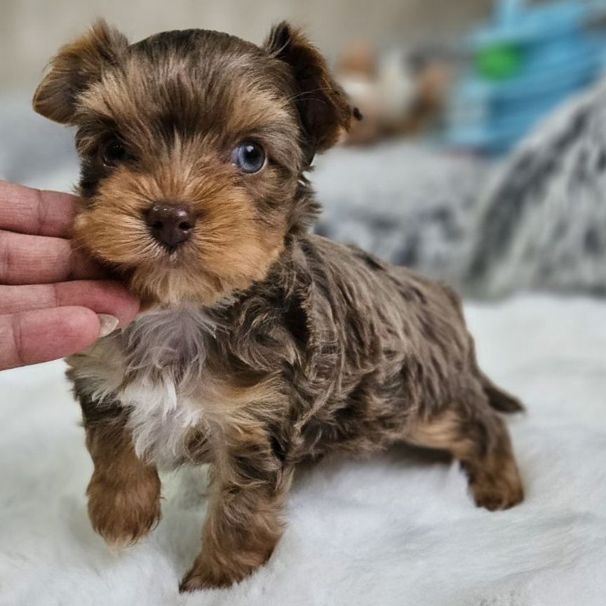 Йоркширский терьер, щенок