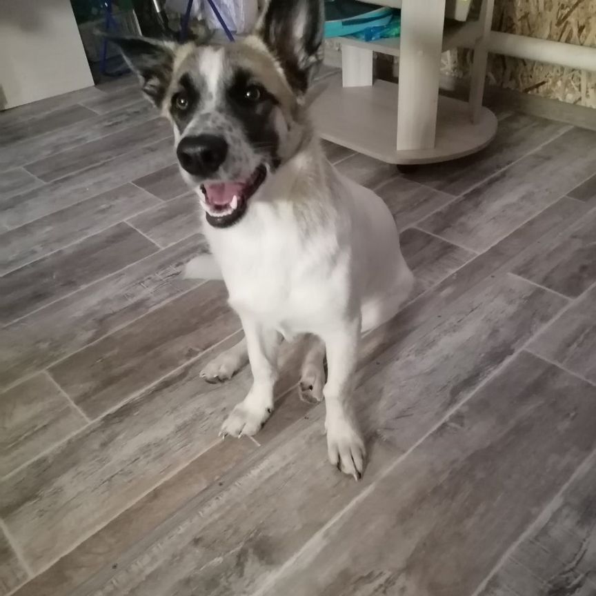 Лада в добрые руки