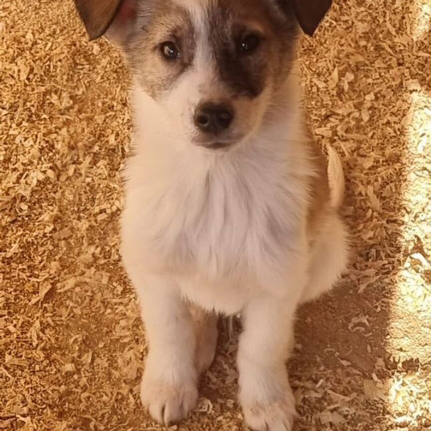 Щенки от мелкой собачки