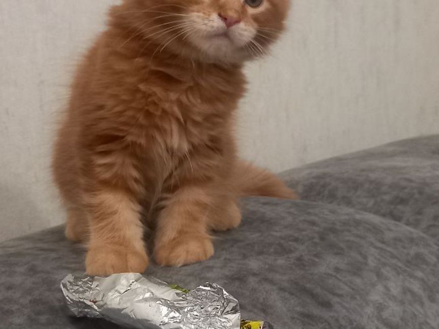 Котята мейн-кун