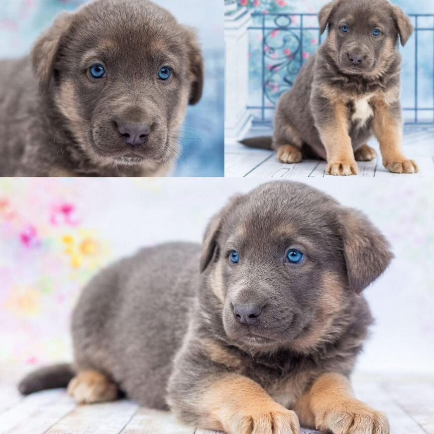 Красавчик ищет дом