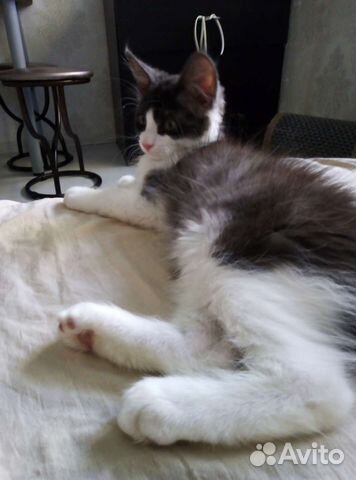 Котята мэйн кун