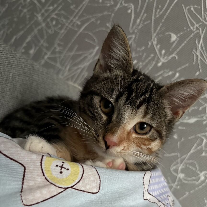 Котёнок в добрые руки