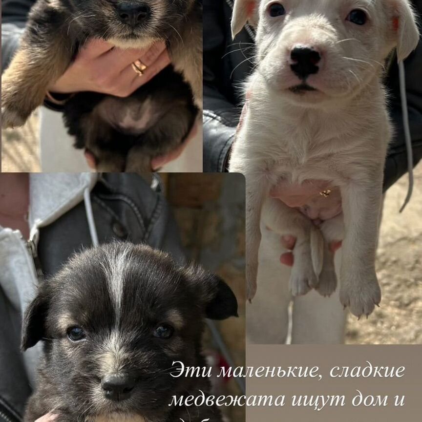 Щеночки в добрые руки
