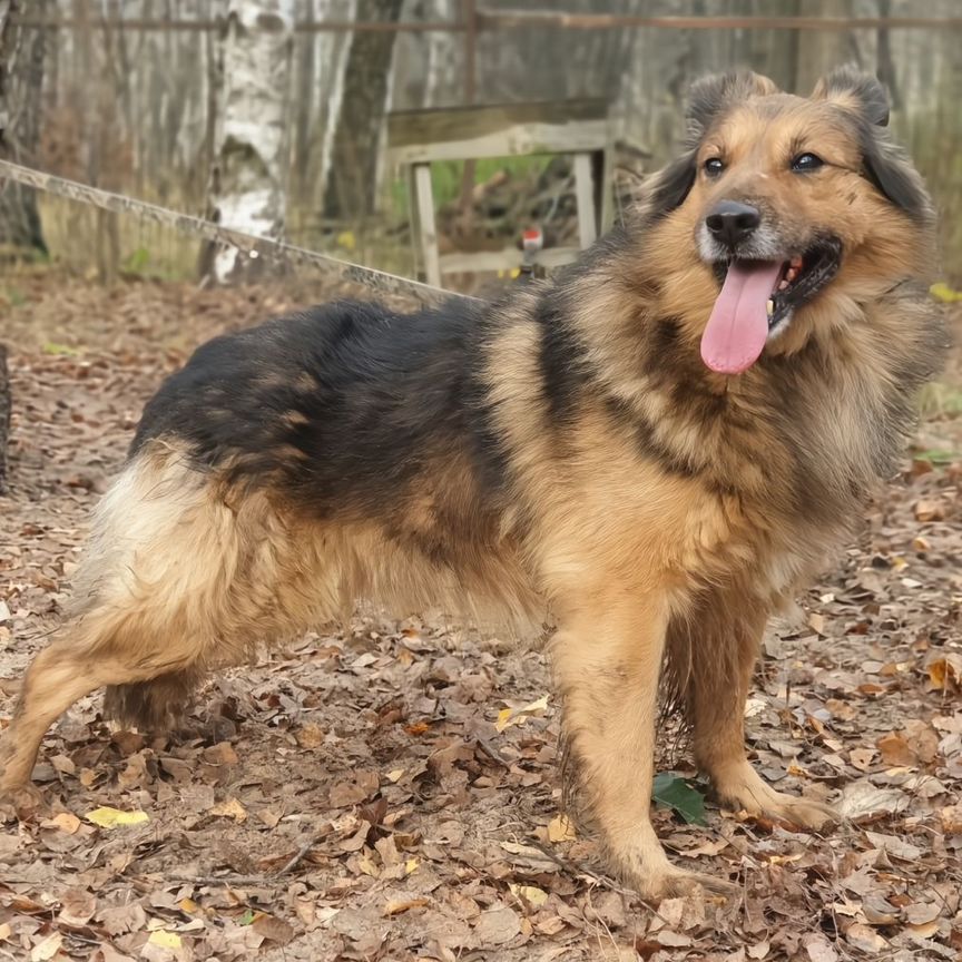 Взрослый пёс в добрые руки