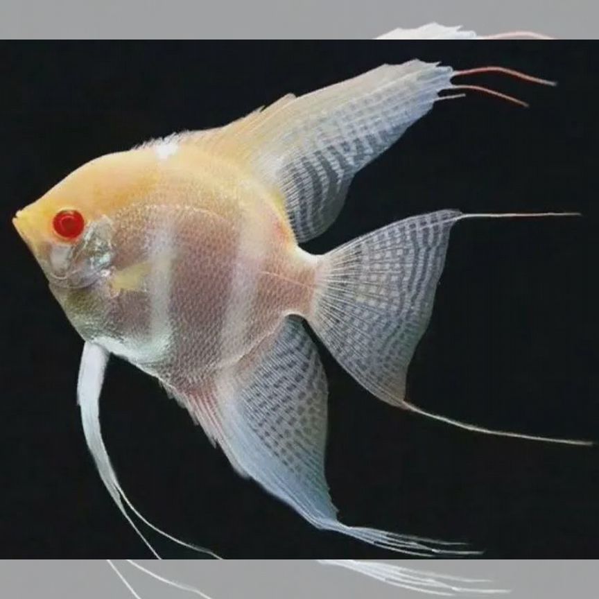 Скалярии дантум альбино