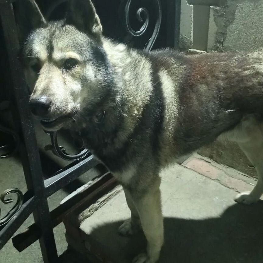 Лайка, взрослый пёс