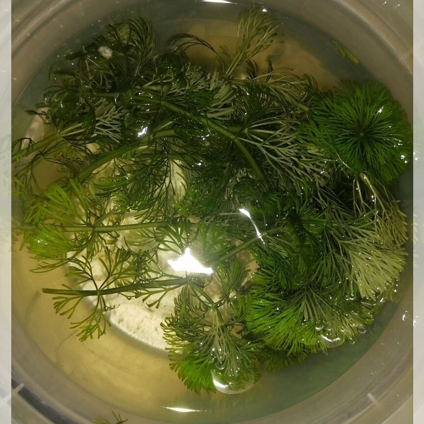 Аквариумное растение кабомба