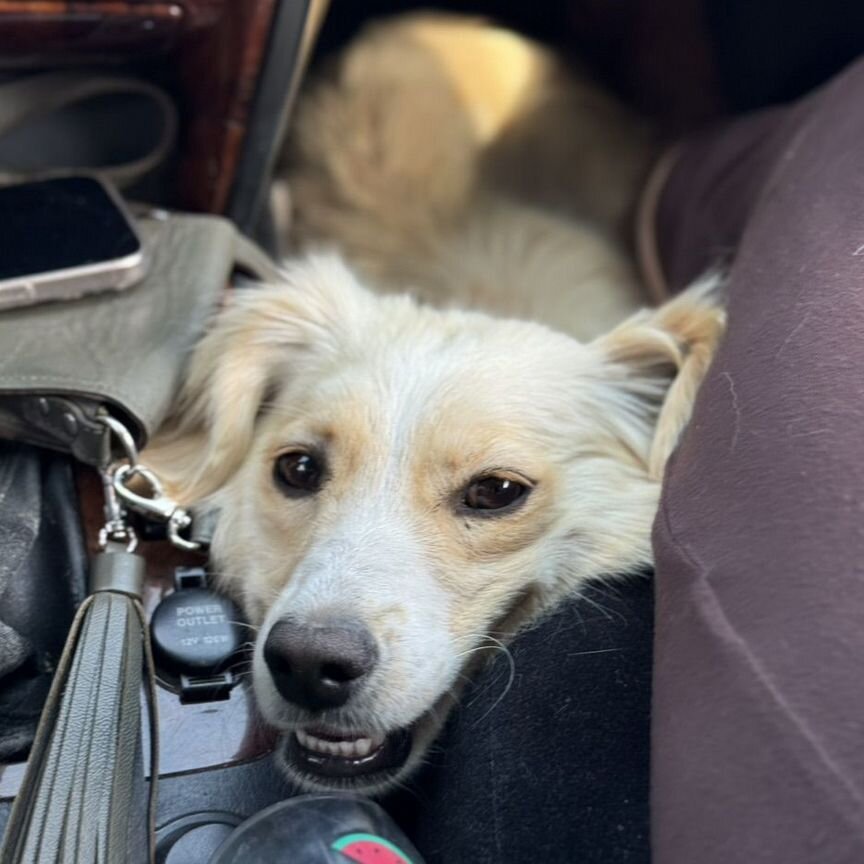 Кокер спаниель, взрослая собака