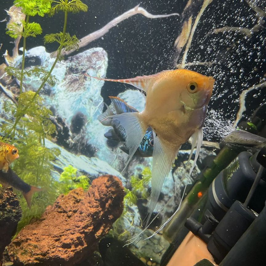 Рыба скалярия