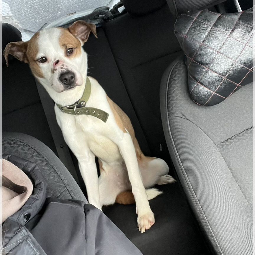 Взрослая собака в добрые руки