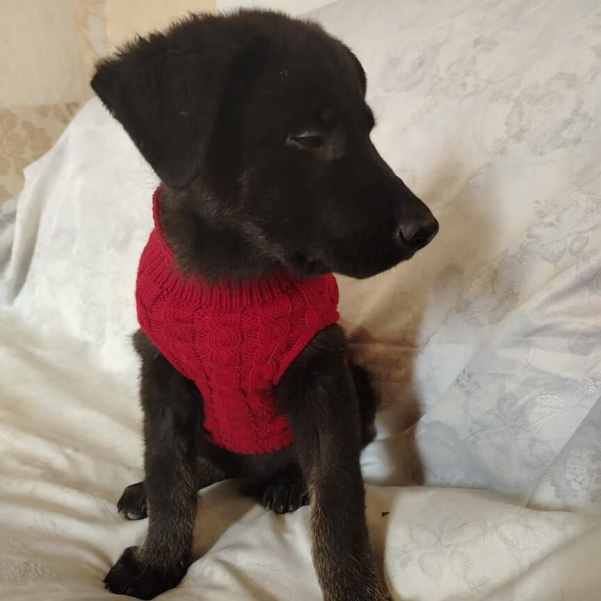 Цилечка 2,5 мес мальчик