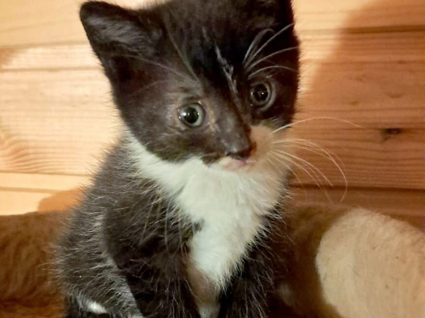 Котёнок девочка ищет свою семью